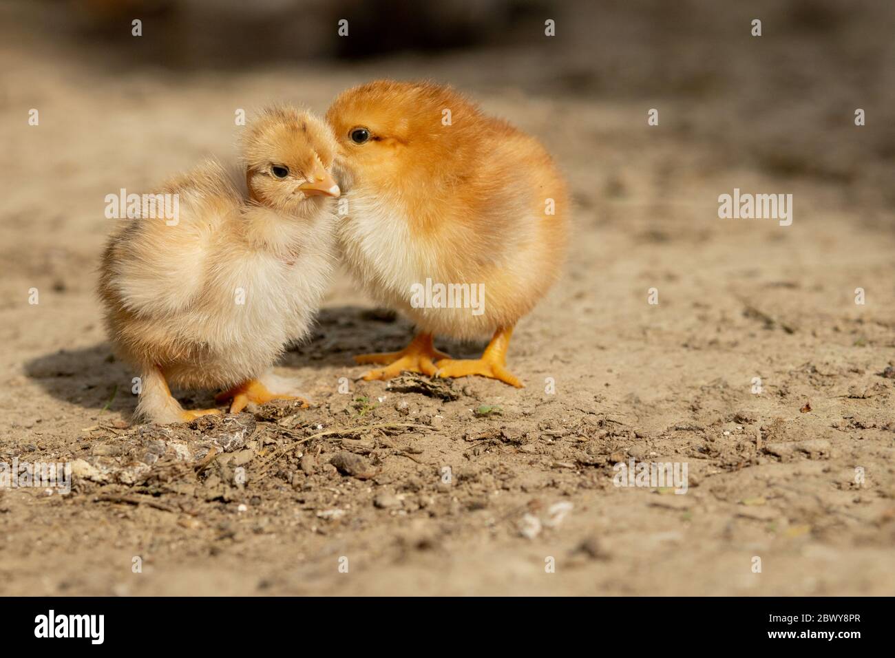 portrait of Easter little fluffy yellow chicken walking in the yard of ...