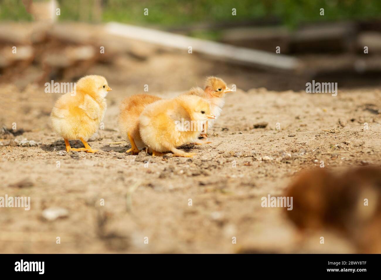Baby chickens walking hen hi-res stock photography and images - Alamy