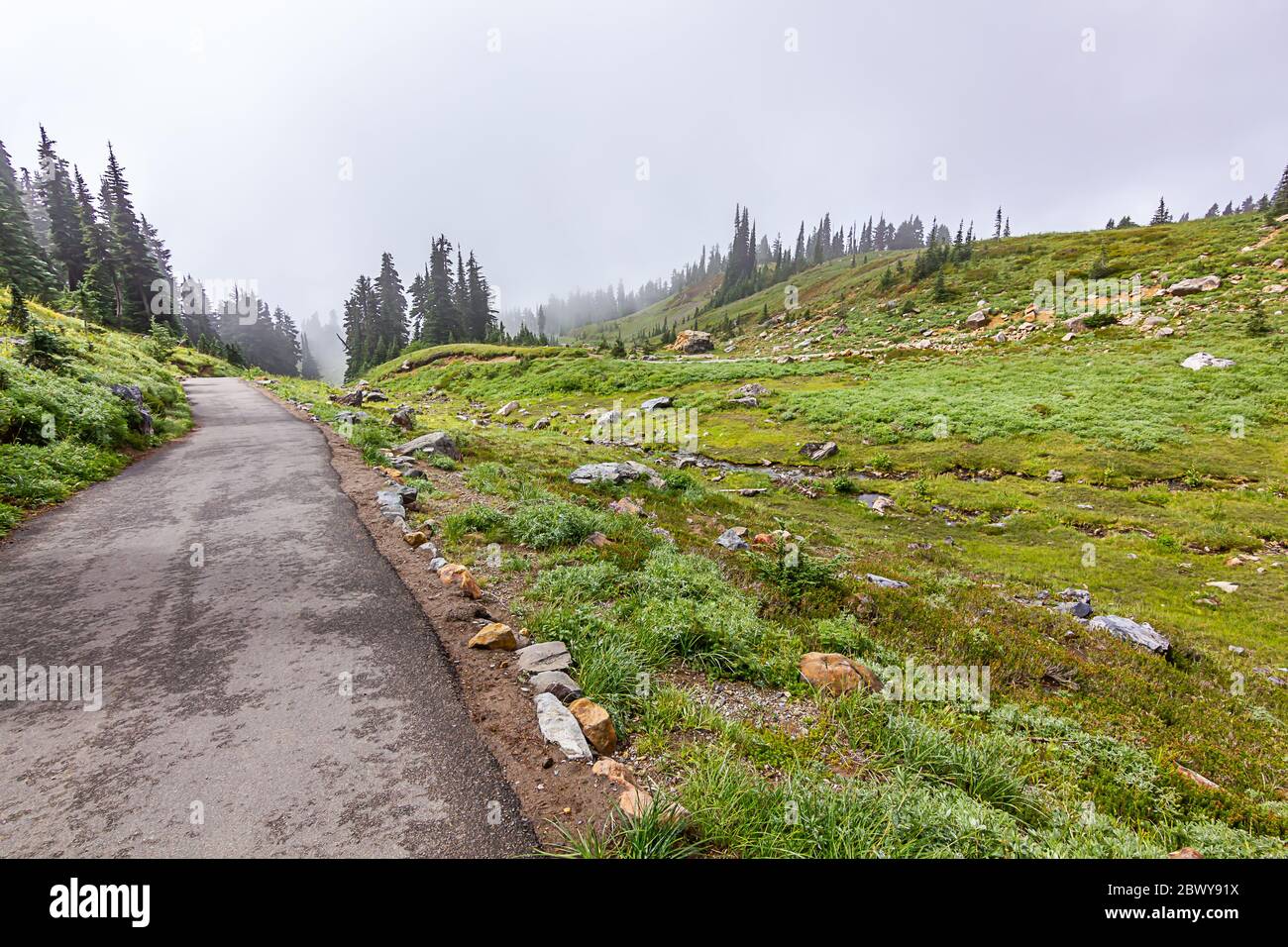 path through bright green fields and dark pine forests fading into ...