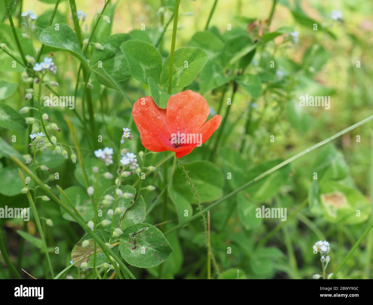 papaver aka poppy plant (scientific classification Papaveraceae) red ...