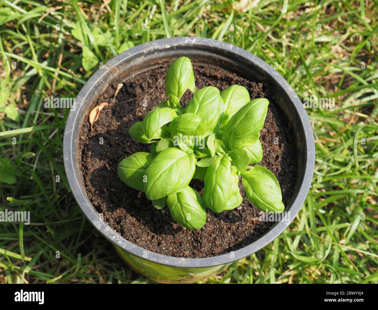 basil (scientific name Ocimum basilicum) aka Thai basil or sweet basil ...
