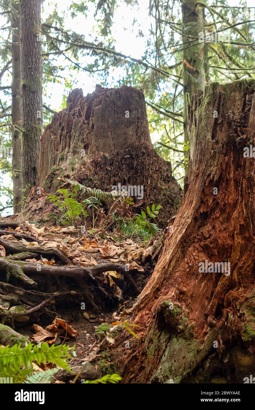 two old tree stumps decaying in the middle of the forest Stock Photo ...
