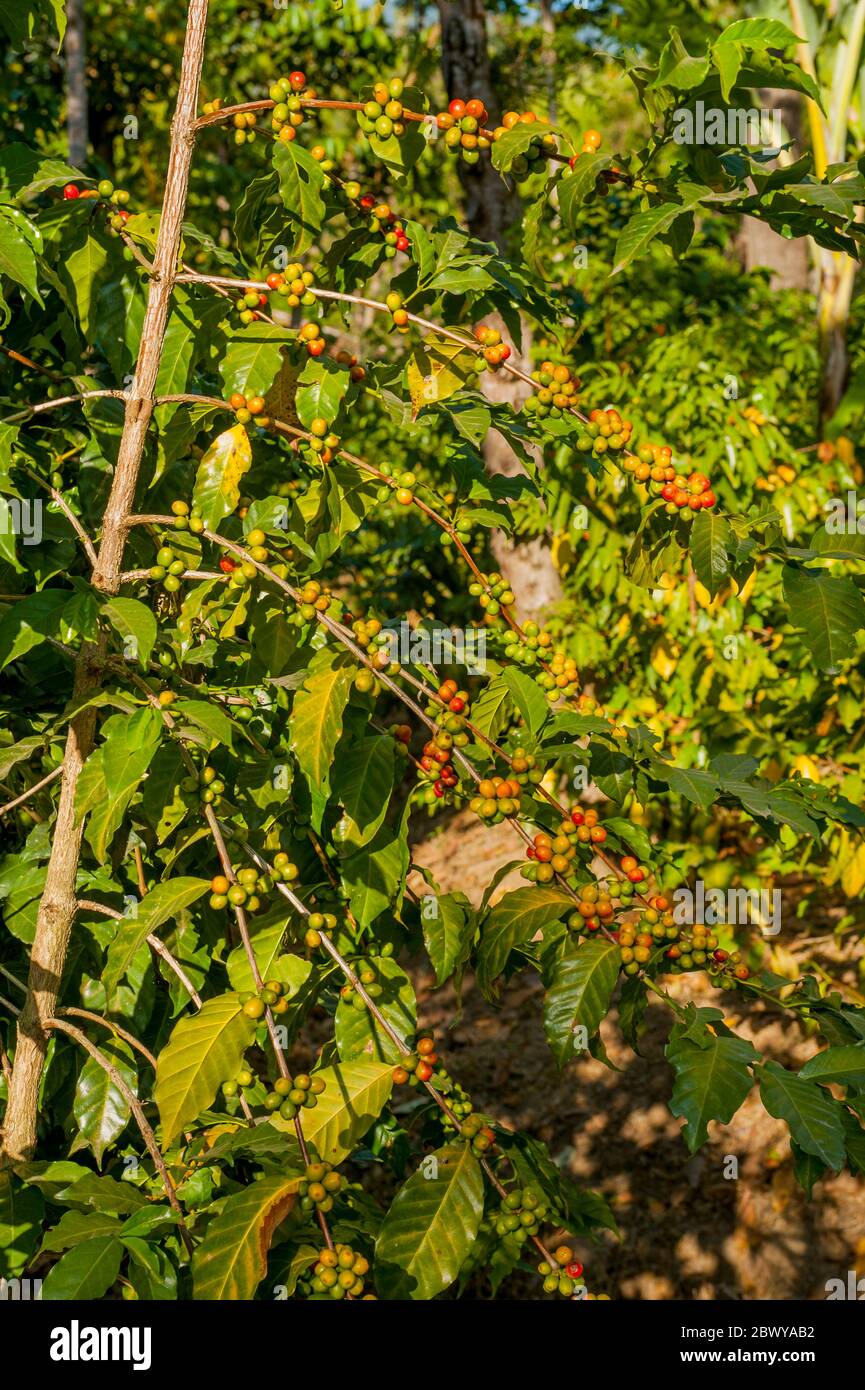 Coffee beans on a coffee bush at a coffee plantation in the highlands ...