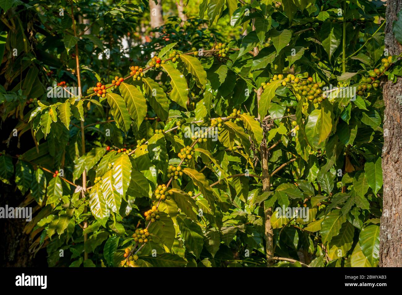 Coffee bush hi-res stock photography and images - Alamy