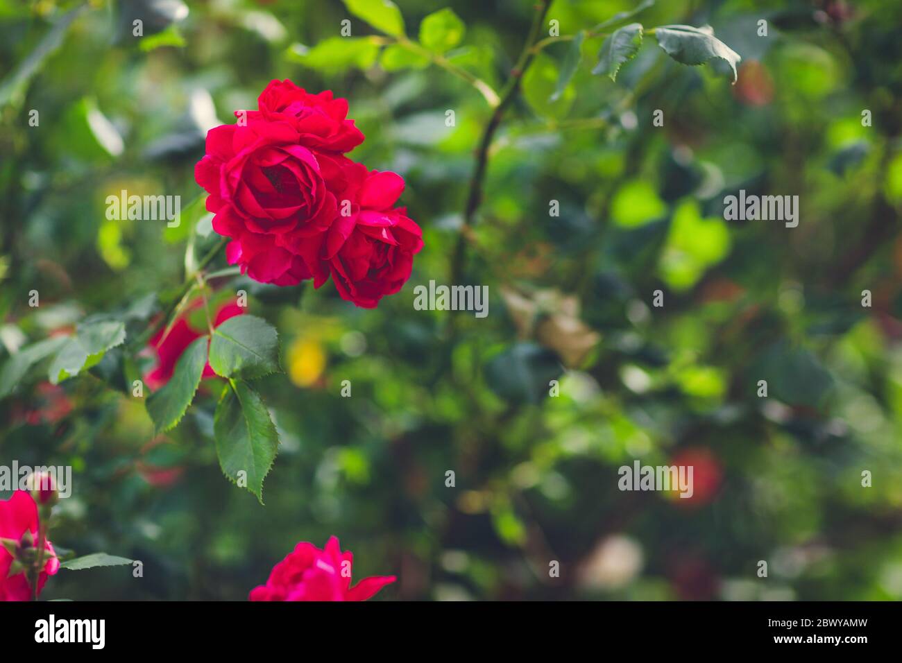 Flowerbed blooming roses flowers hi-res stock photography and images ...