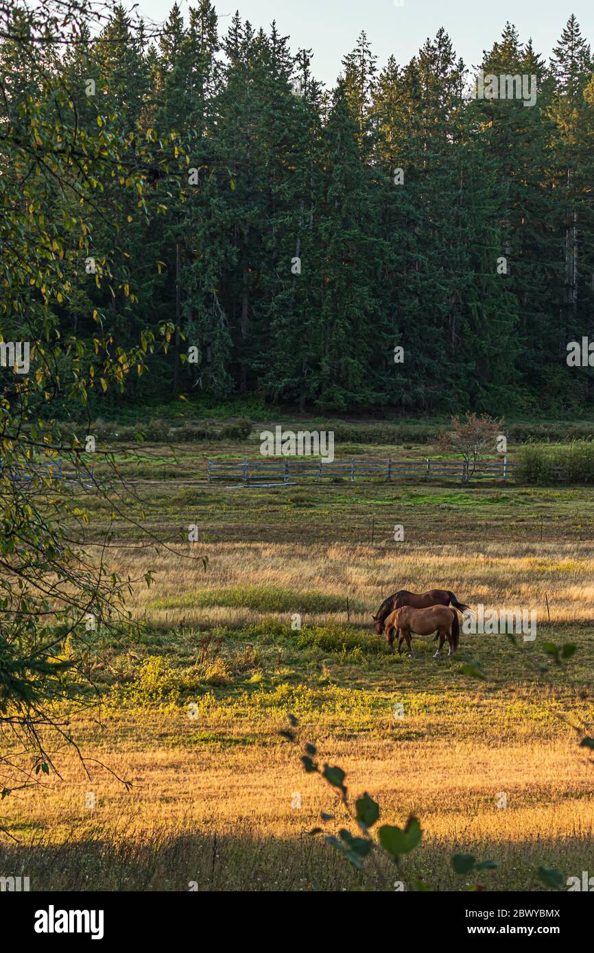 horses wandering around a feild at a ranch and grazing at dusk Stock ...