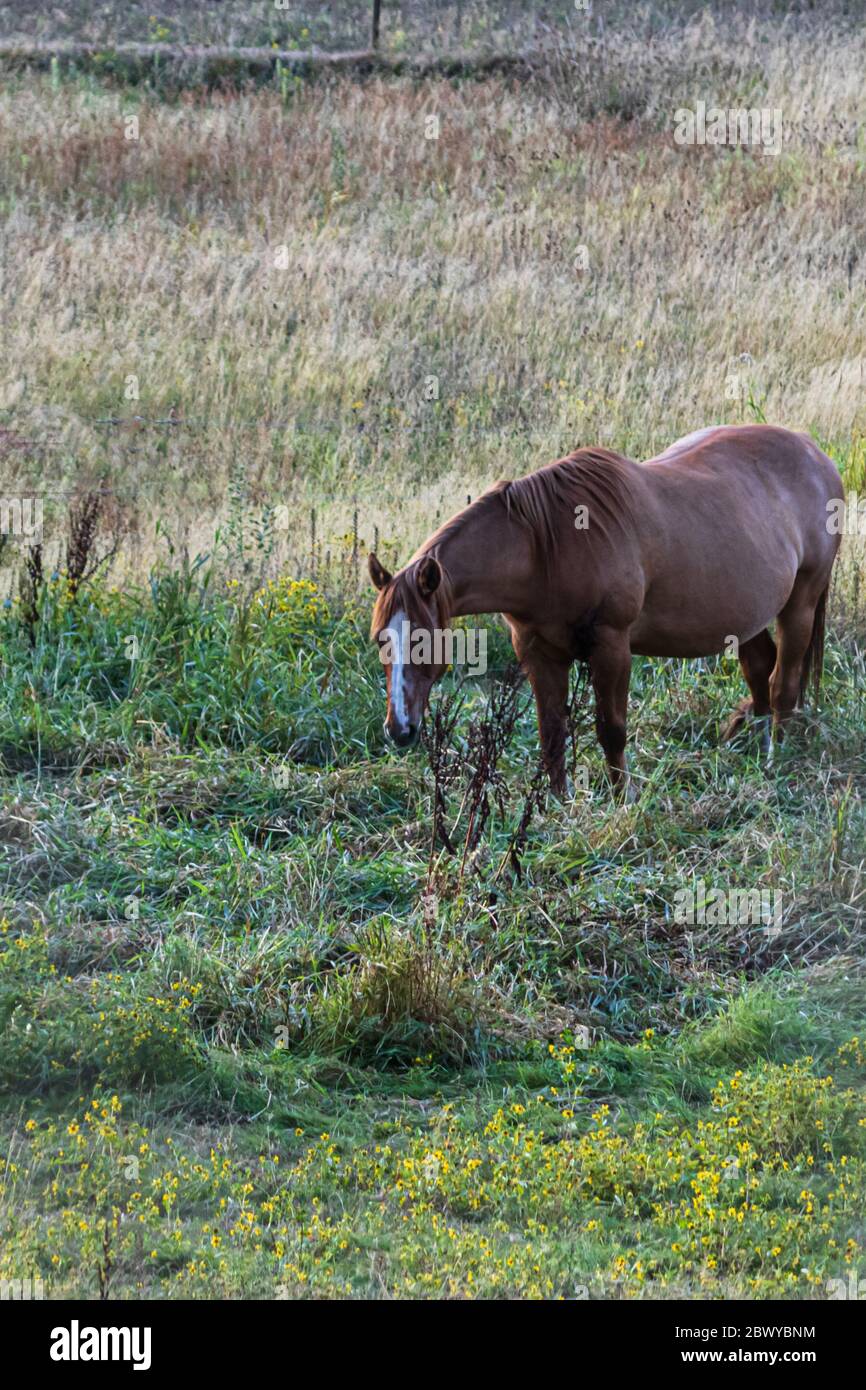 horses wandering around a feild at a ranch and grazing at dusk Stock ...