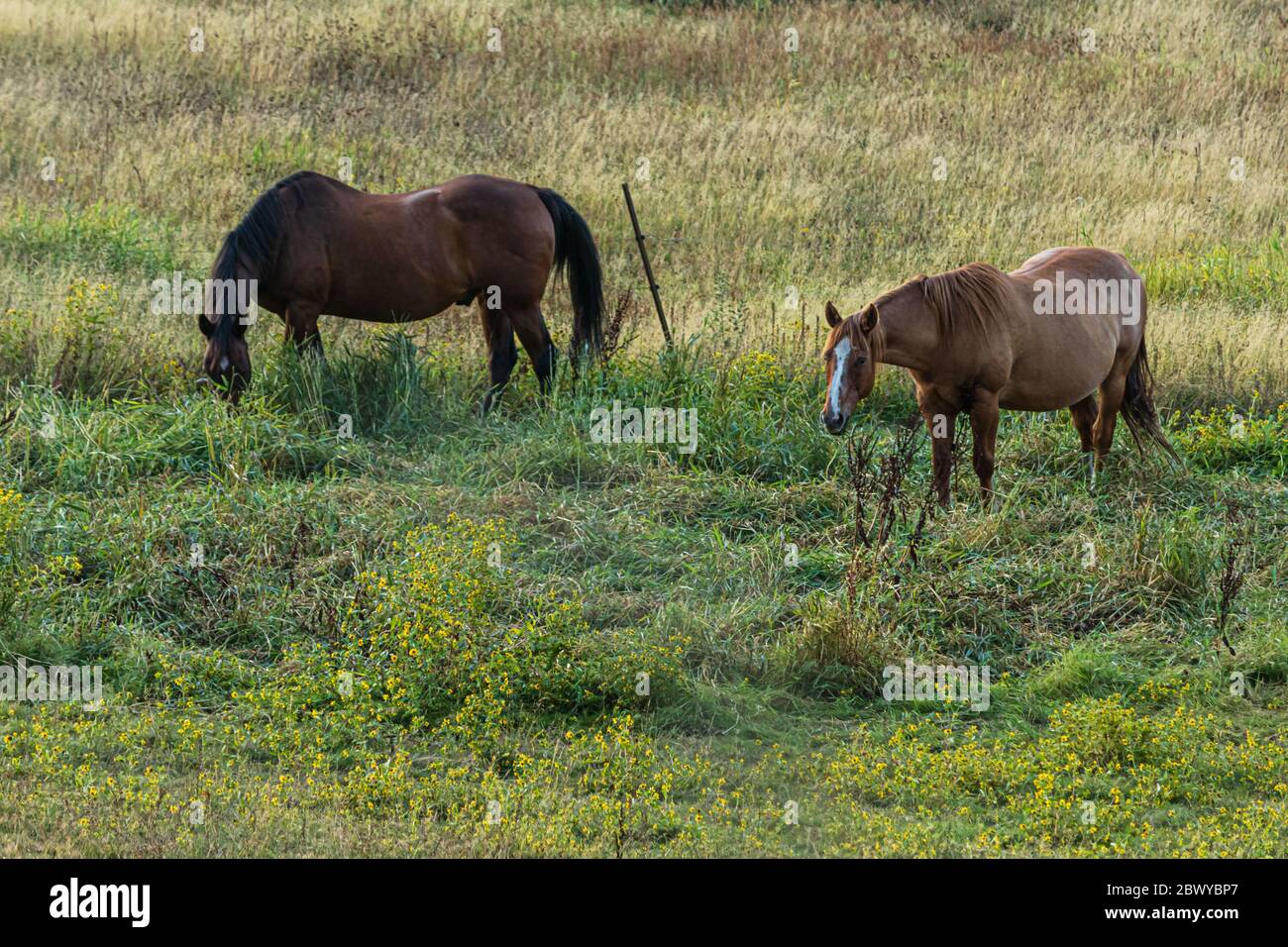 horses wandering around a feild at a ranch and grazing at dusk Stock ...