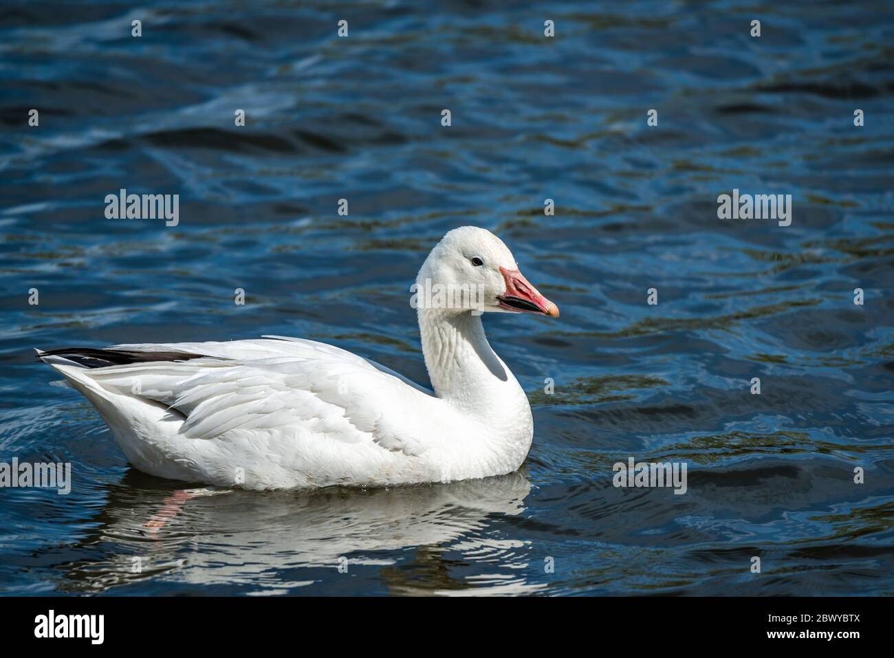 Canada goose swim hi-res stock photography and images - Alamy