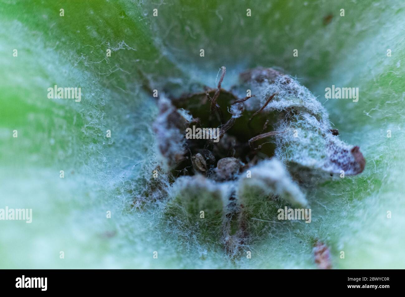 Spine from apple hi-res stock photography and images - Alamy