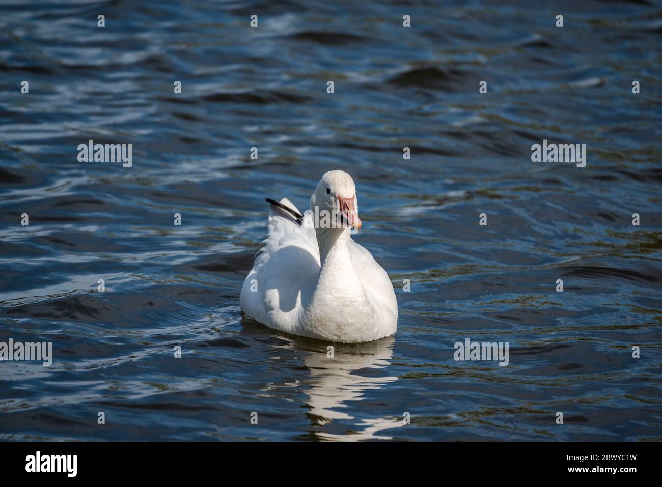 Beautiful Isolated Wild Snow Goose High Resolution Stock Photography ...