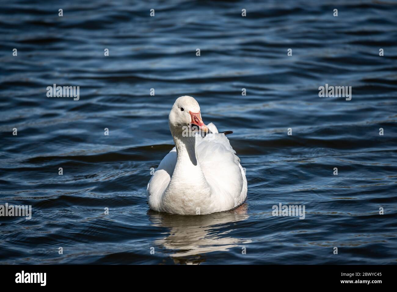 Goose swim hi-res stock photography and images - Alamy