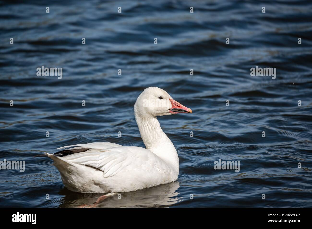 Beautiful Isolated Wild Snow Goose High Resolution Stock Photography ...
