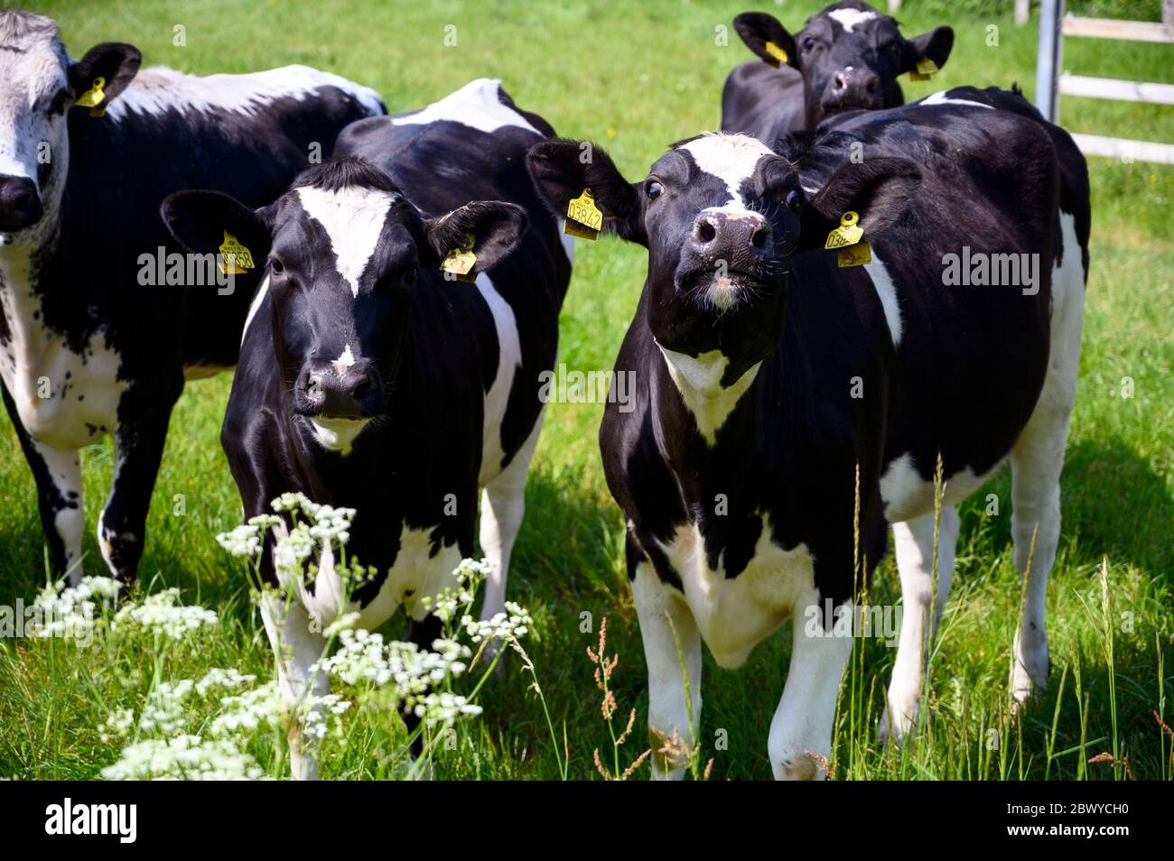 Big calves hi-res stock photography and images - Alamy