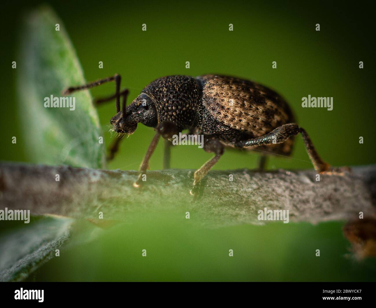 Strange animals isolated on white hi-res stock photography and images ...