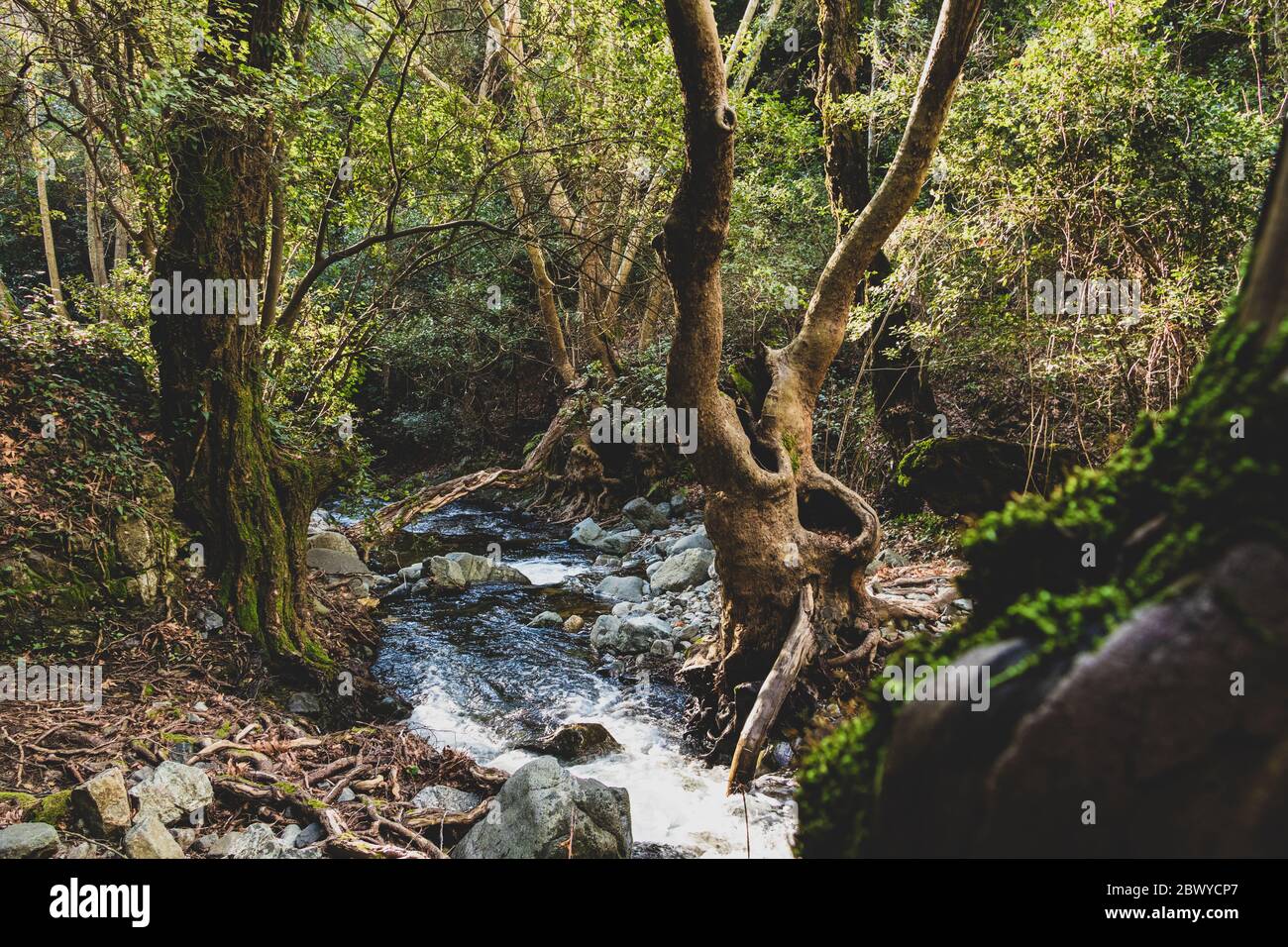 Beautiful flowing river in the forest. Big and small rocks in the water ...