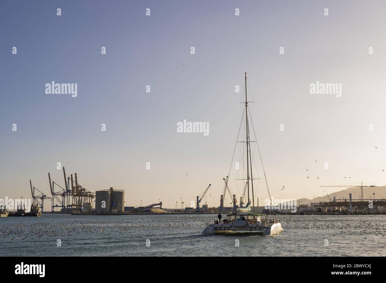 Catamaran sails away near a port and a flock of seagulls flying Stock ...