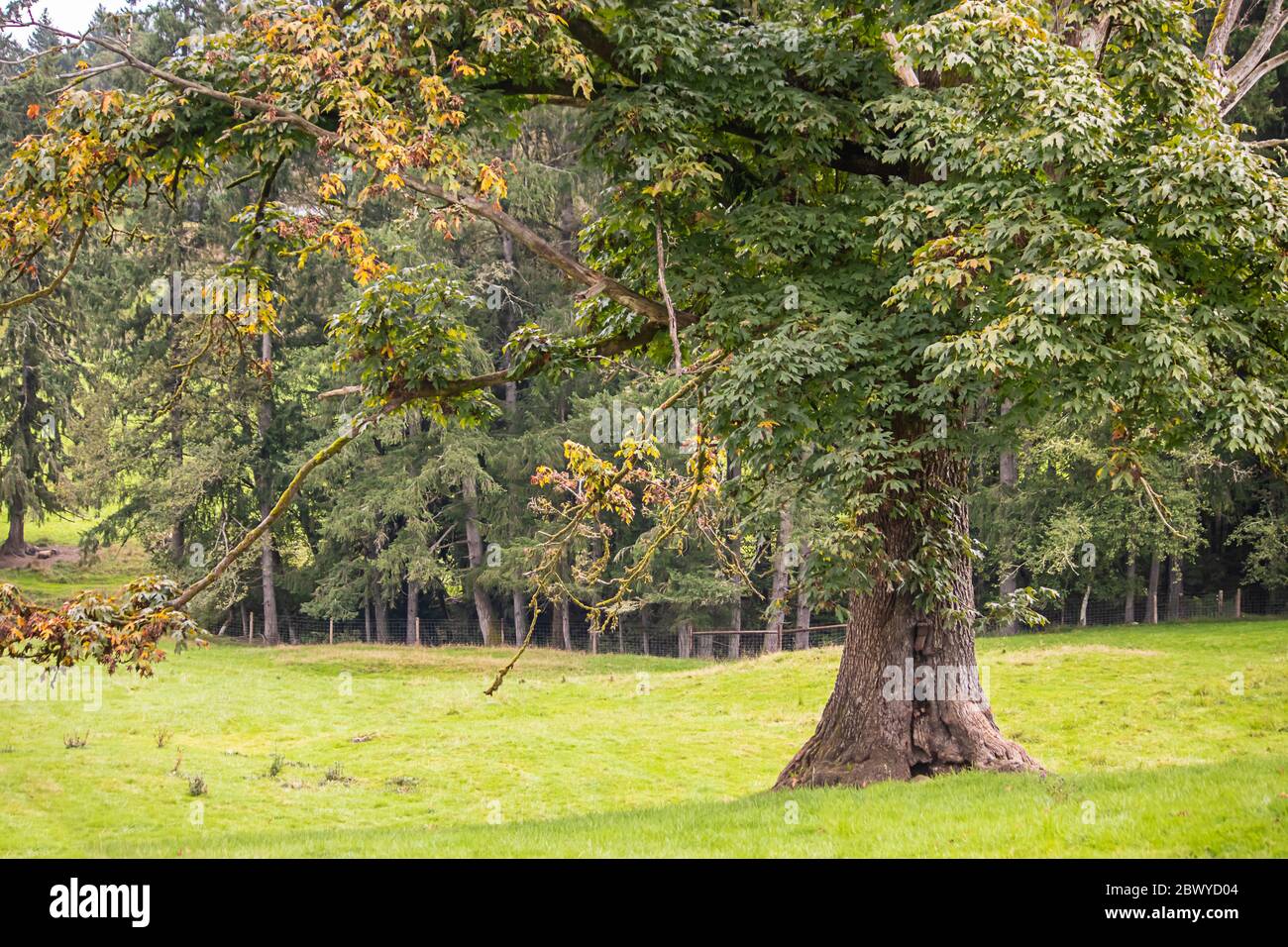 A large old oak tree in a western washington farm Stock Photo - Alamy