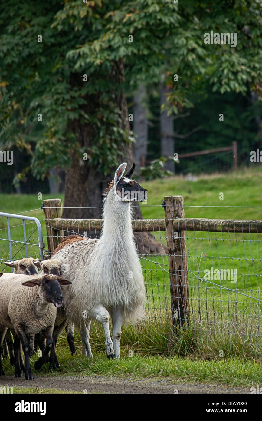 Alpaca And Sheep High Resolution Stock Photography and Images - Alamy