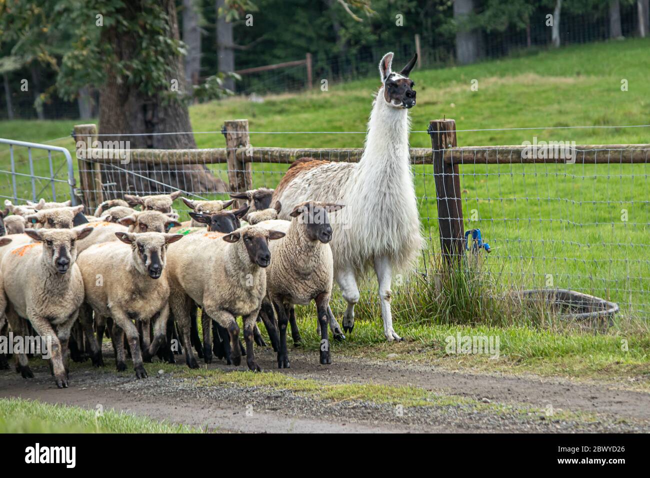 Alpaca And Sheep High Resolution Stock Photography and Images - Alamy