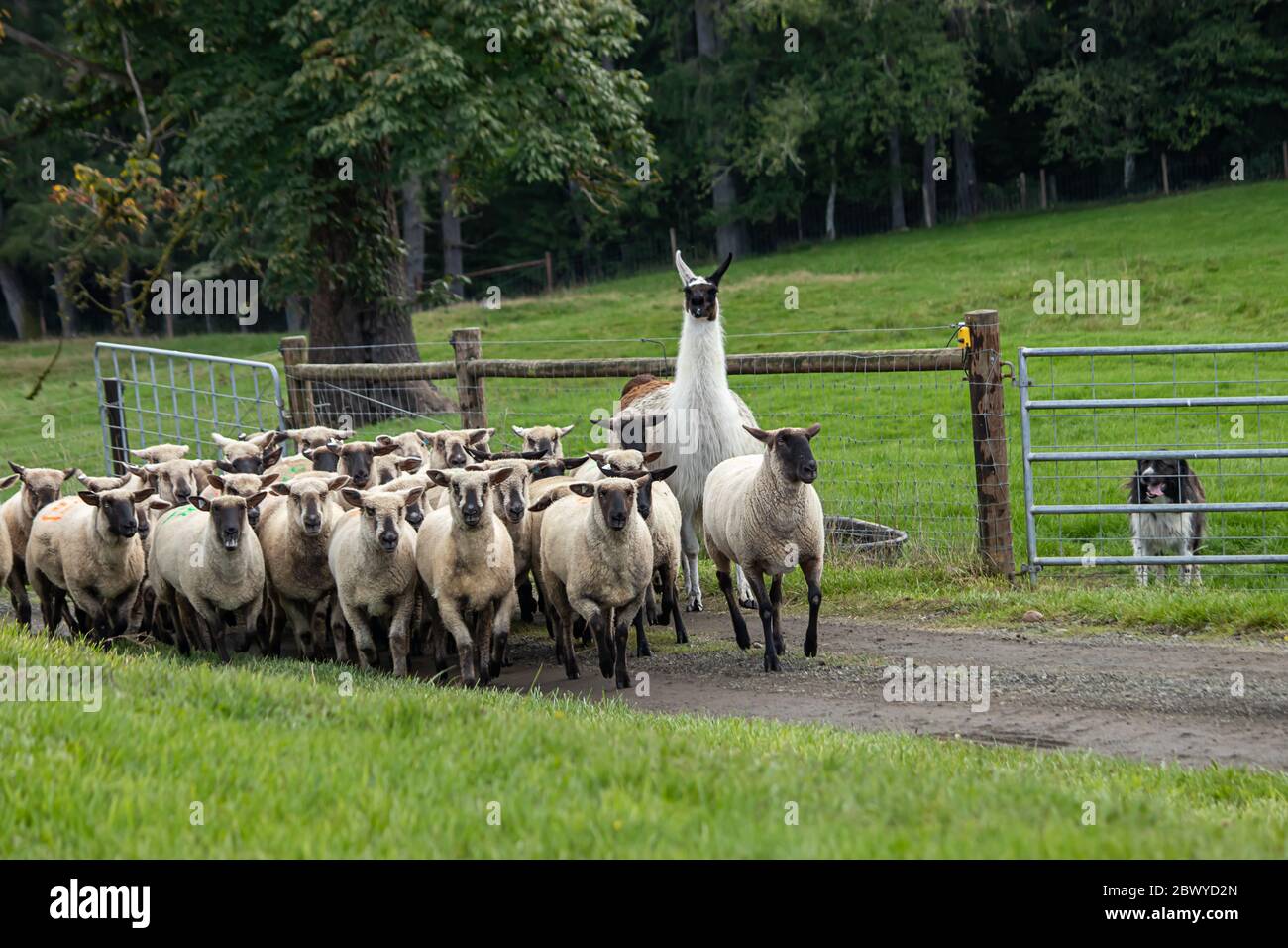 Alpaca And Sheep High Resolution Stock Photography and Images - Alamy