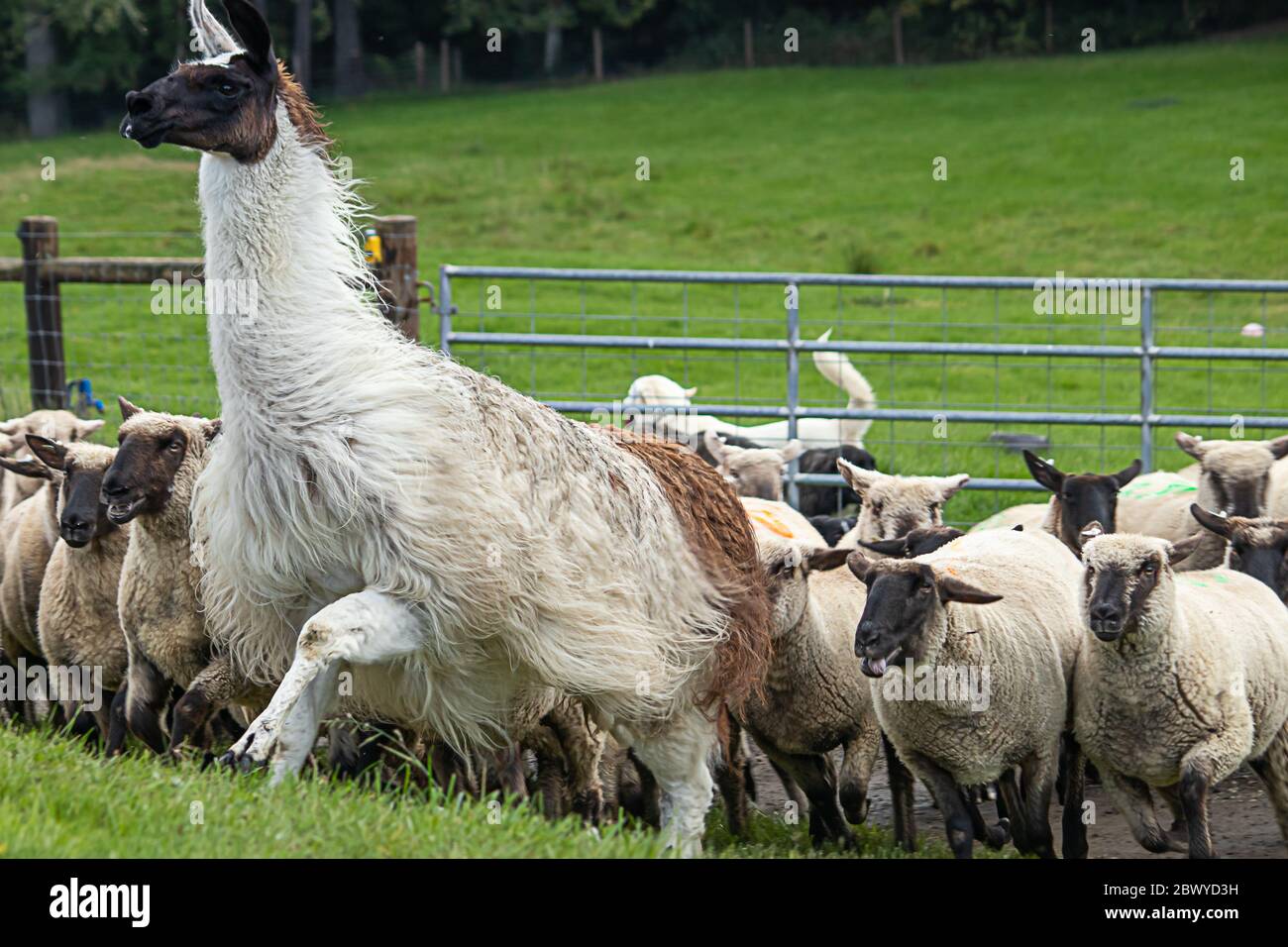 Alpaca And Sheep High Resolution Stock Photography and Images - Alamy