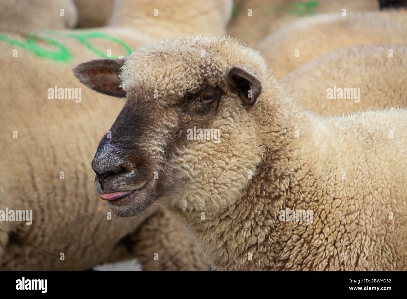 A sheep with thick wool standing in a group Stock Photo - Alamy