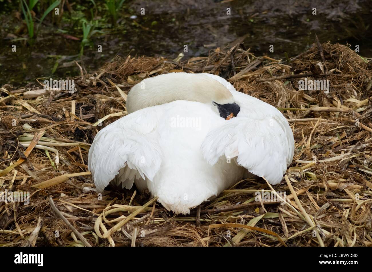 White mute swan sleeping on nest female pen Cygnus olor bird waterfowl Stock Photo - Alamy