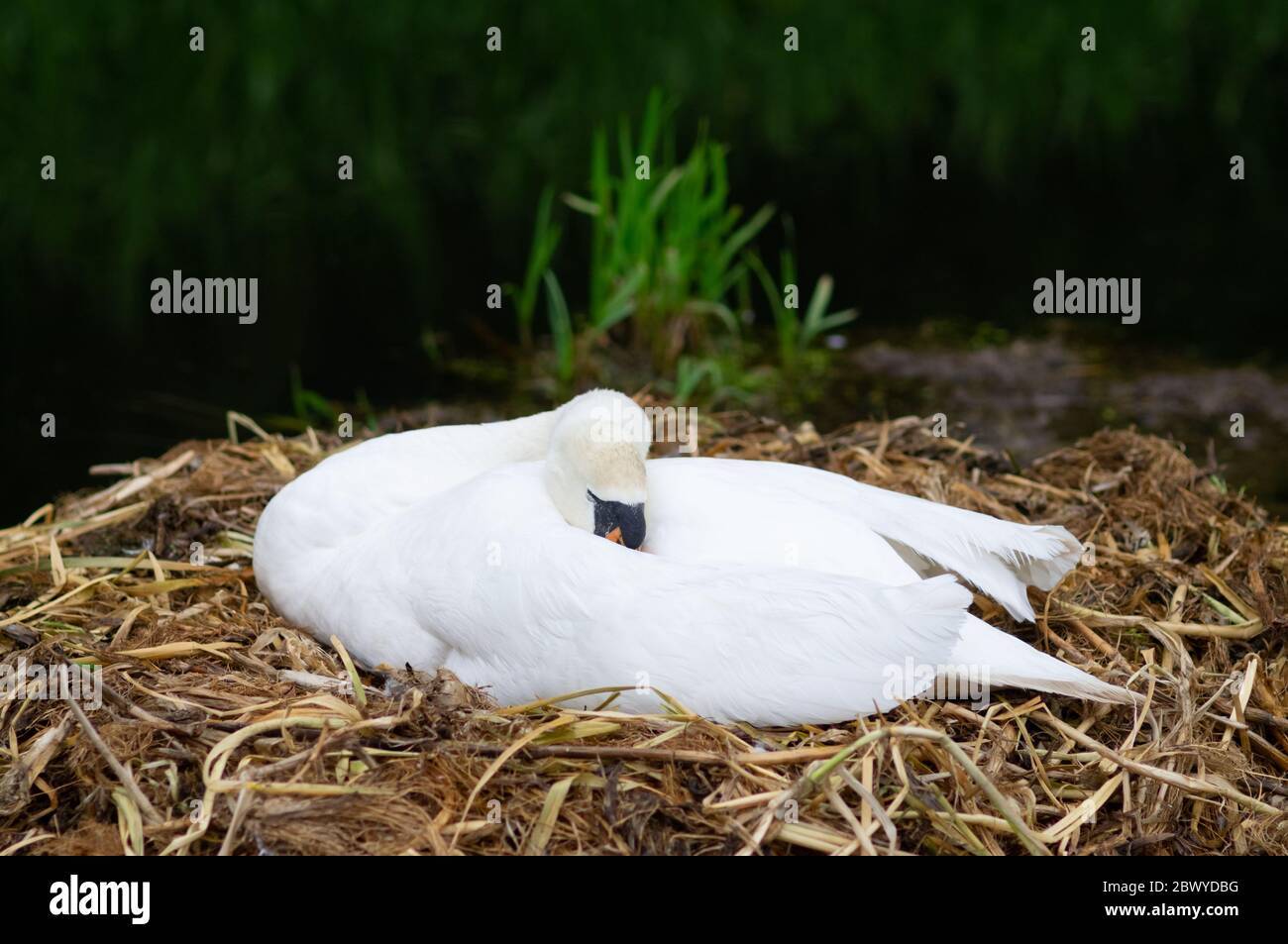 White mute swan sleeping on nest female pen Cygnus olor bird waterfowl ...