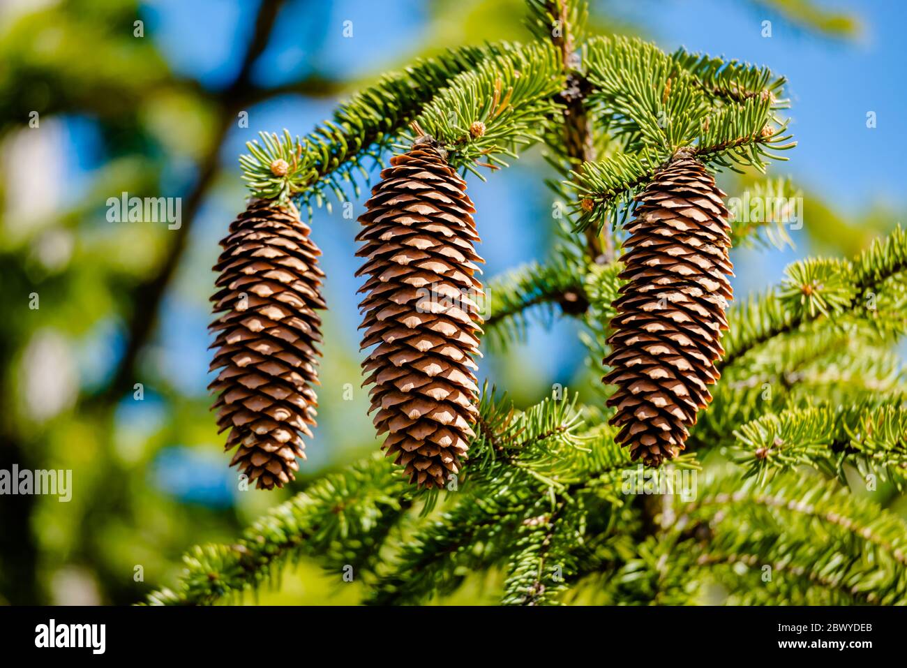Cones on a tree in the springtime Stock Photo - Alamy