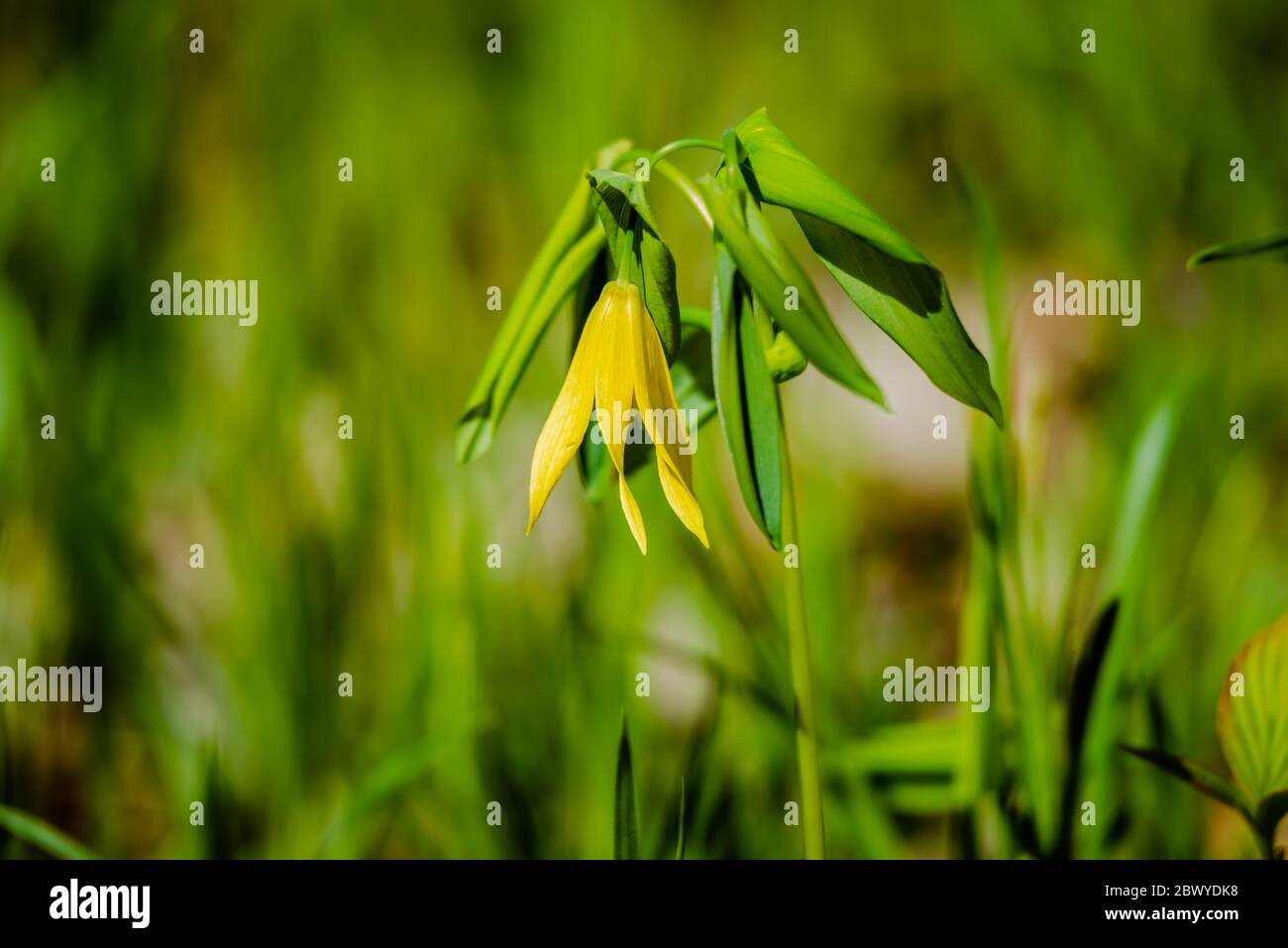 The large-flowered bell-wort or merry-bells Stock Photo - Alamy