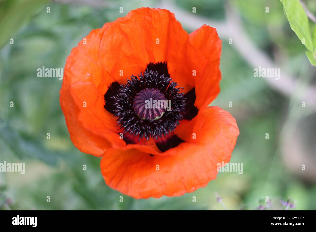 Poppy shape hi-res stock photography and images - Alamy
