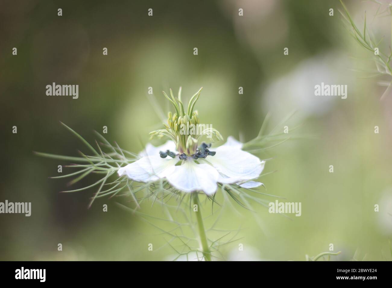 White damask rose, flower head, nigella damascena, isolated before ...