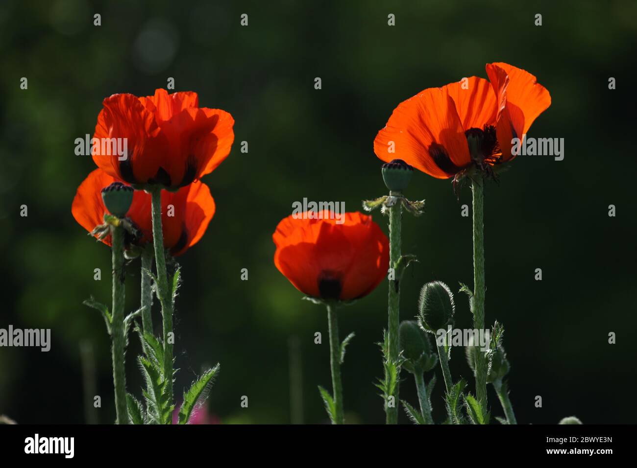Illuminated poppies hi-res stock photography and images - Alamy