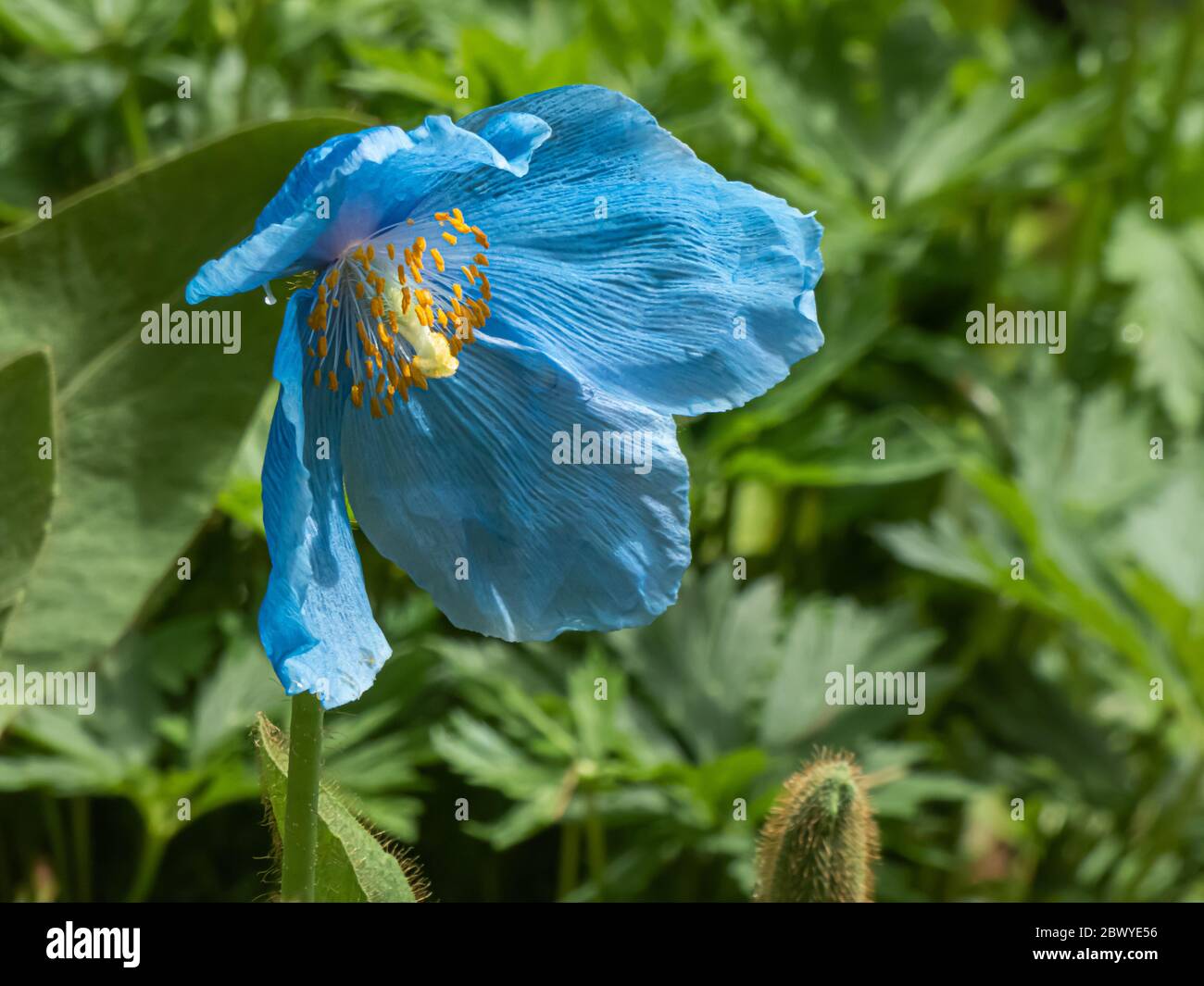 blue himalayan poppy growing in botanical garden in washington state ...