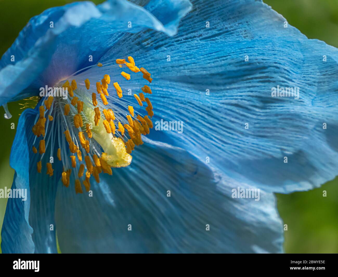 Blue poppy rare himalayan flower hi-res stock photography and images ...