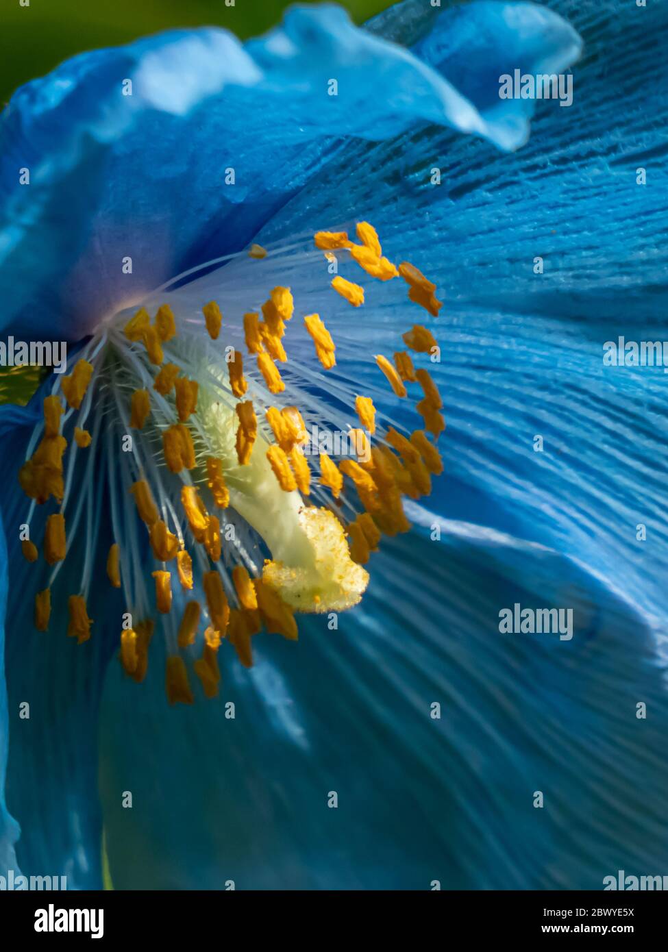 blue himalayan poppy growing in botanical garden in washington state ...
