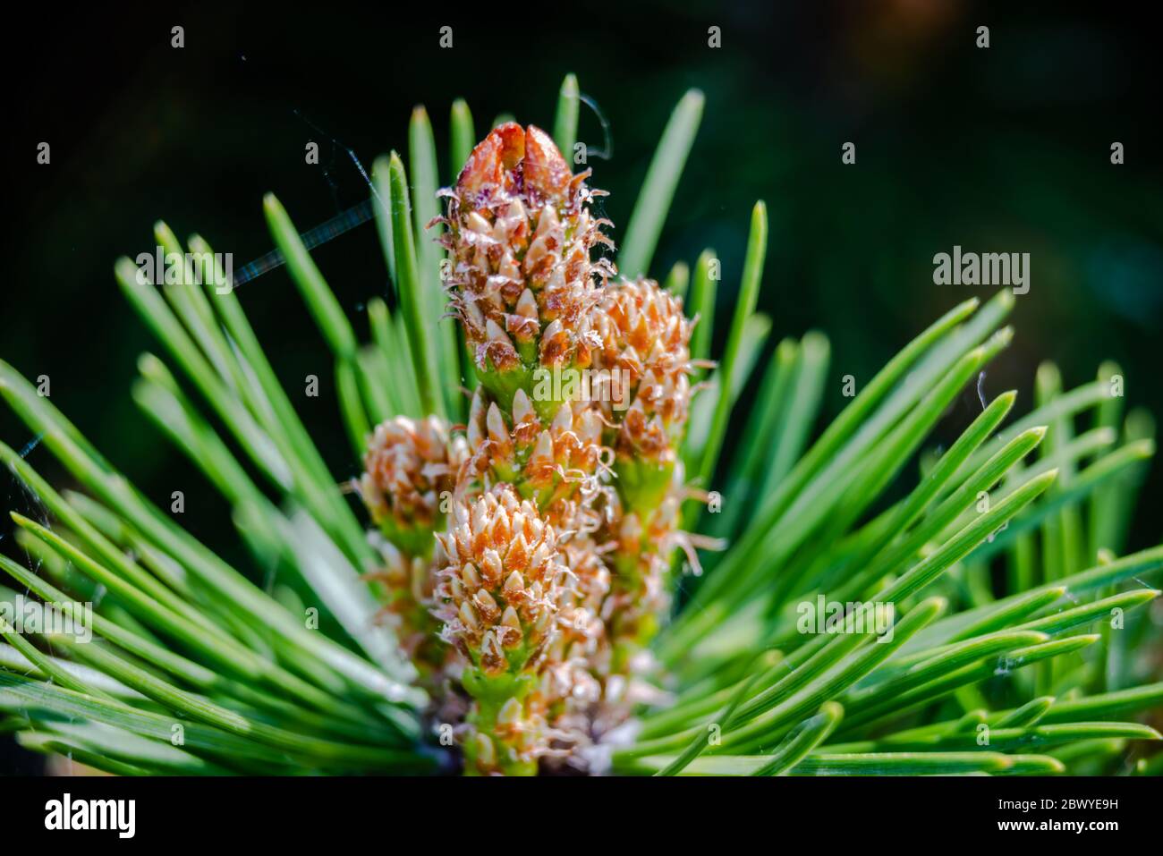 Spruce tree branch young cones hi-res stock photography and images - Alamy