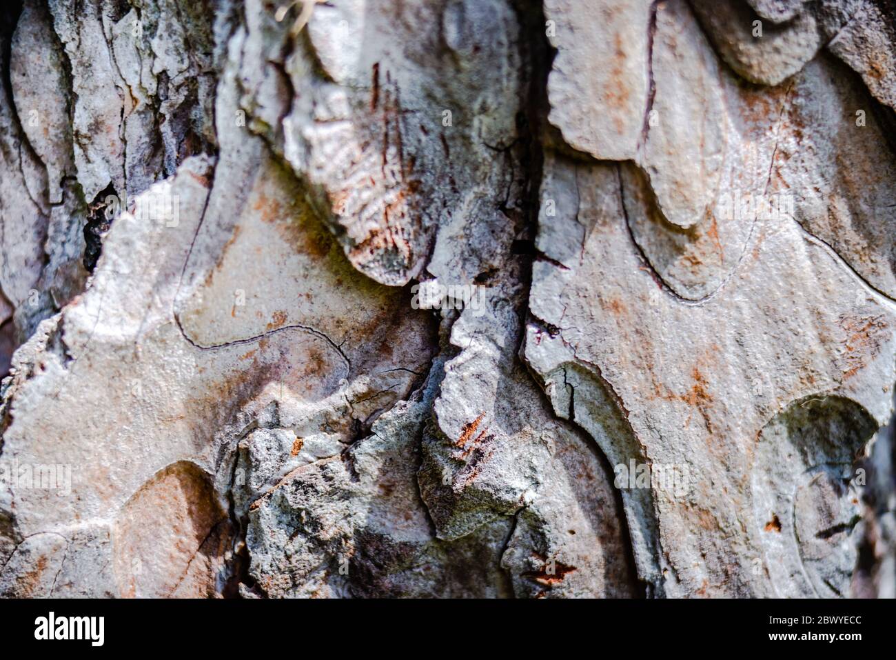 Cedar bark hi-res stock photography and images - Alamy
