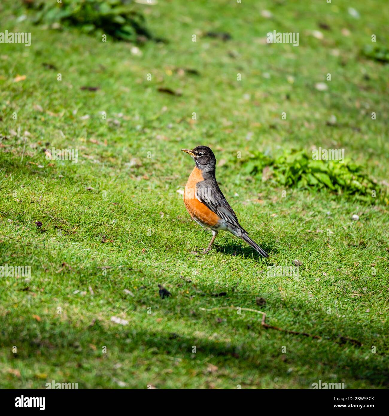 American robin beautiful bird hi-res stock photography and images - Alamy