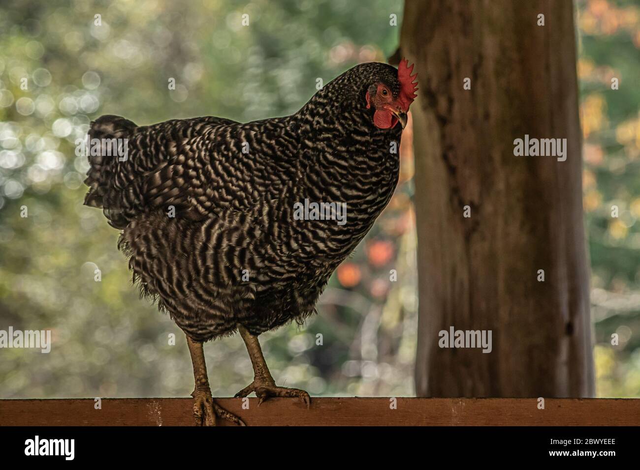 red female chicken foraging in farm yard in summer months Stock Photo ...
