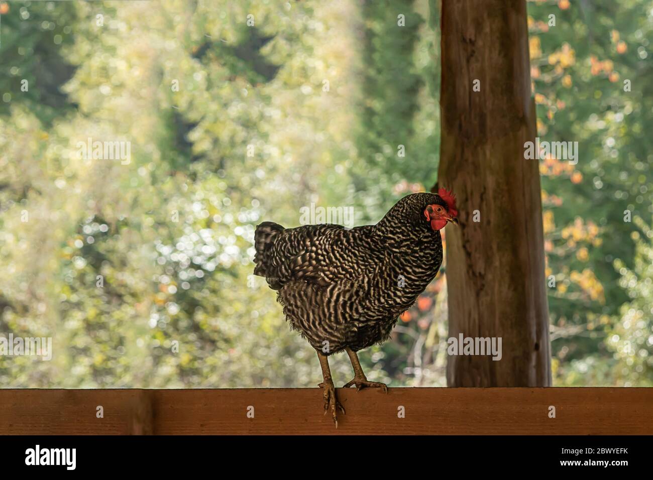 red female chicken foraging in farm yard in summer months Stock Photo ...