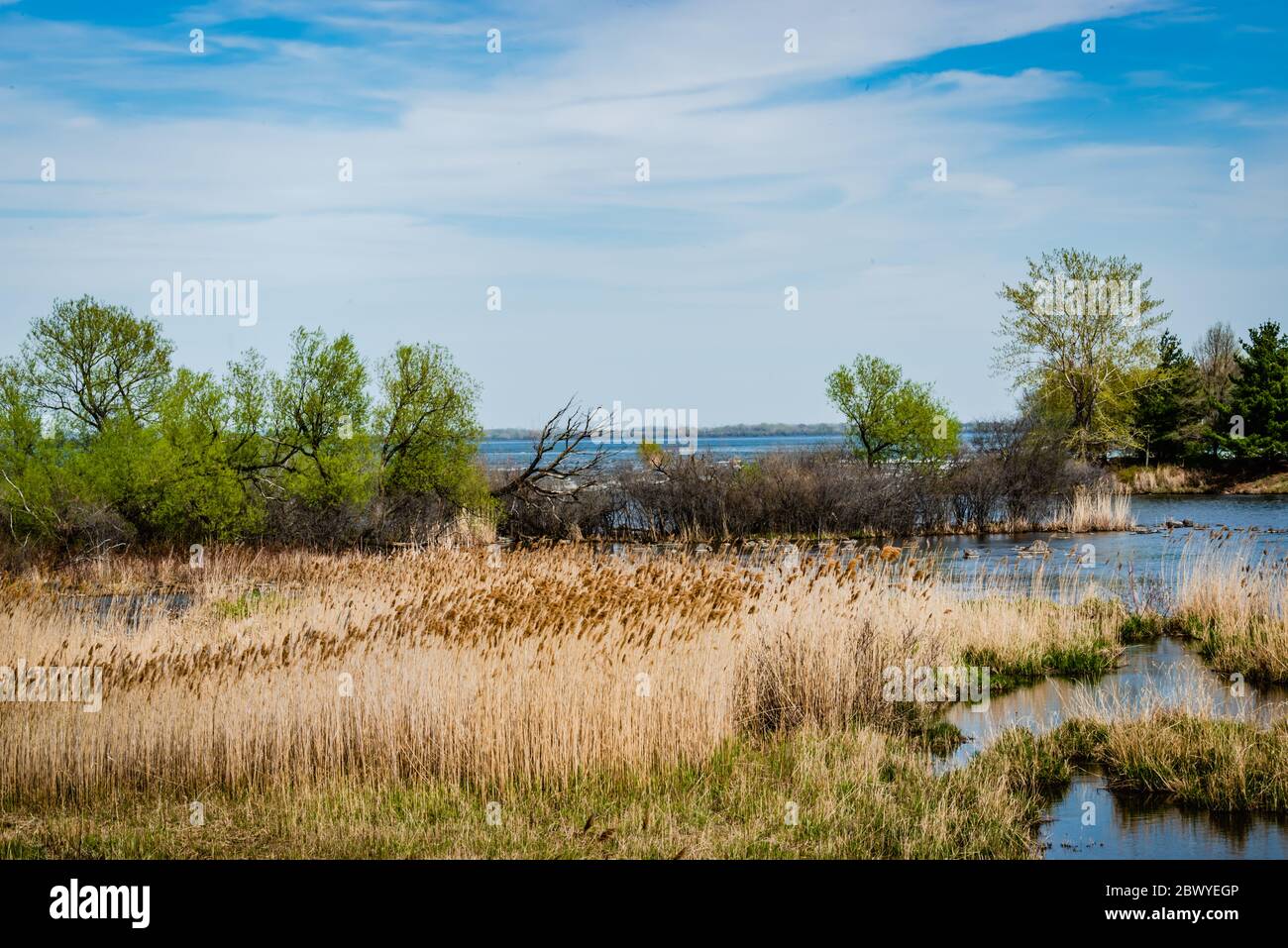 Meadow riverside forest hi-res stock photography and images - Alamy