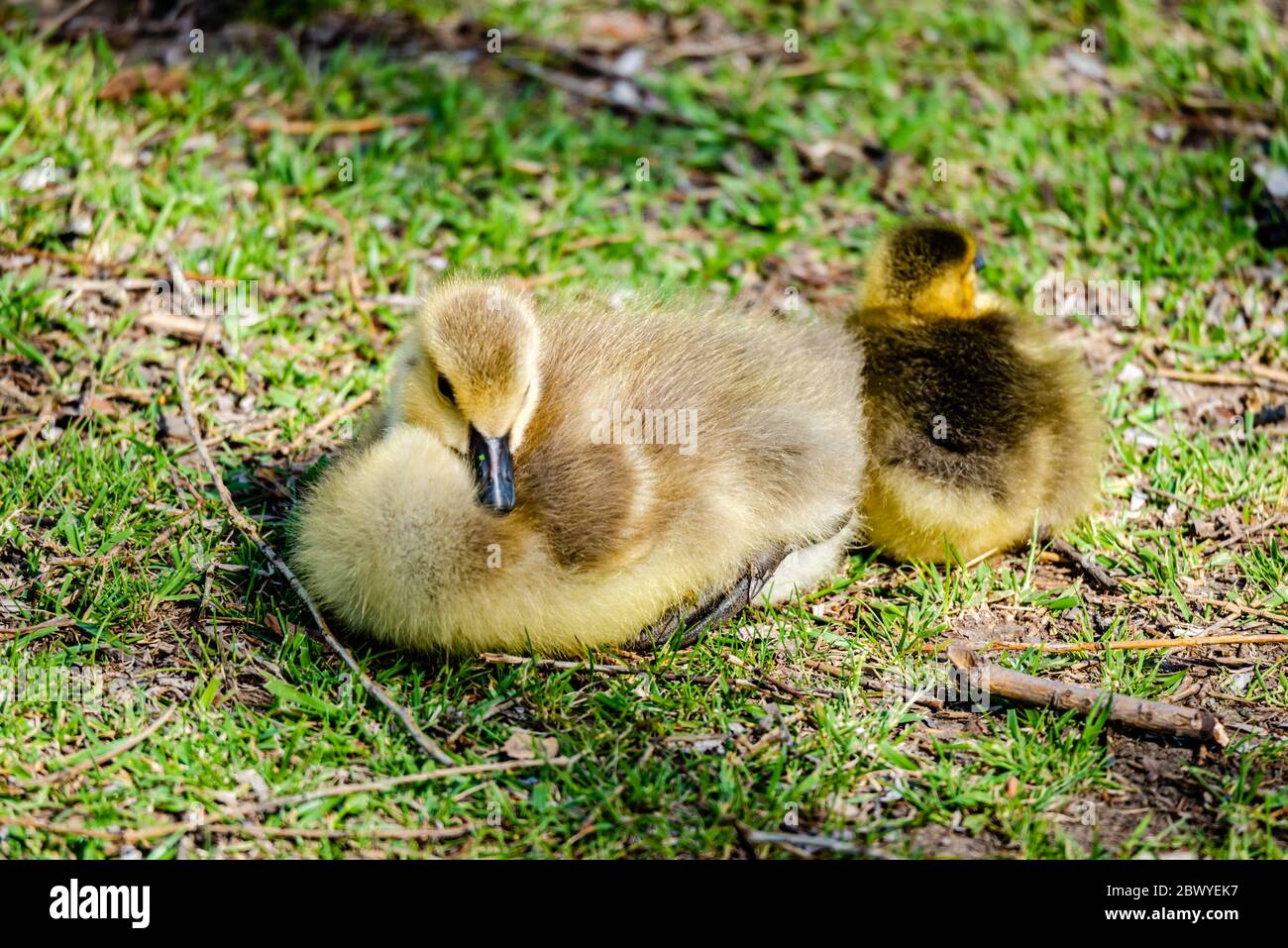 Springtime wildlife hi-res stock photography and images - Alamy