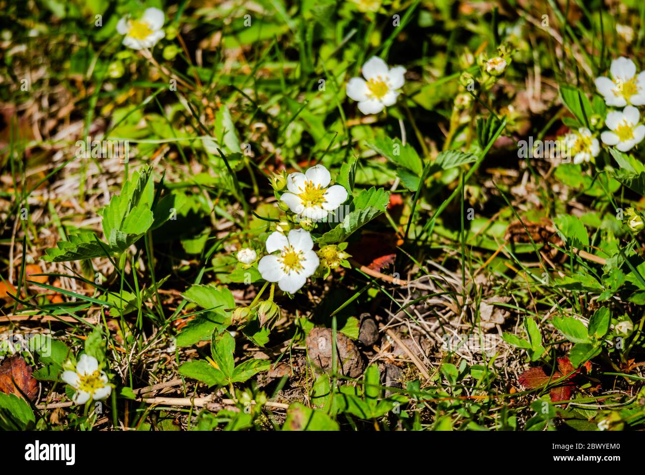 Wild strawberries flowers in the meadow Stock Photo - Alamy