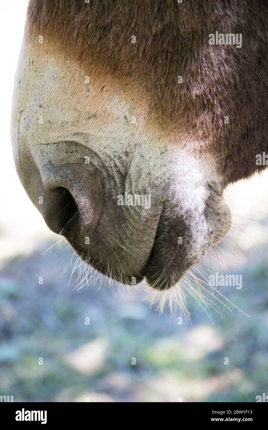 Donkey closeup nose, nostrils, mouth Stock Photo - Alamy