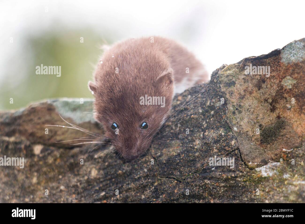 Stoat weasel rodent mammal ermine wild watching head teeth vermine hi ...