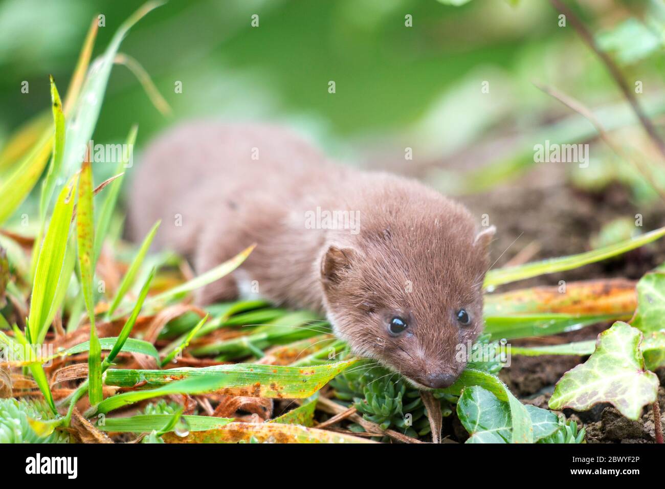 Stoat in grass hi-res stock photography and images - Alamy