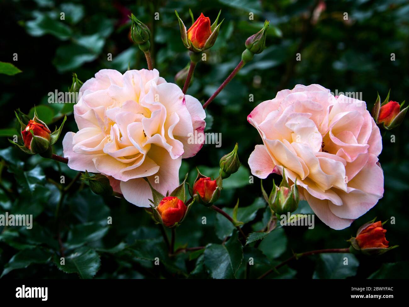 Full of roses hi-res stock photography and images - Alamy