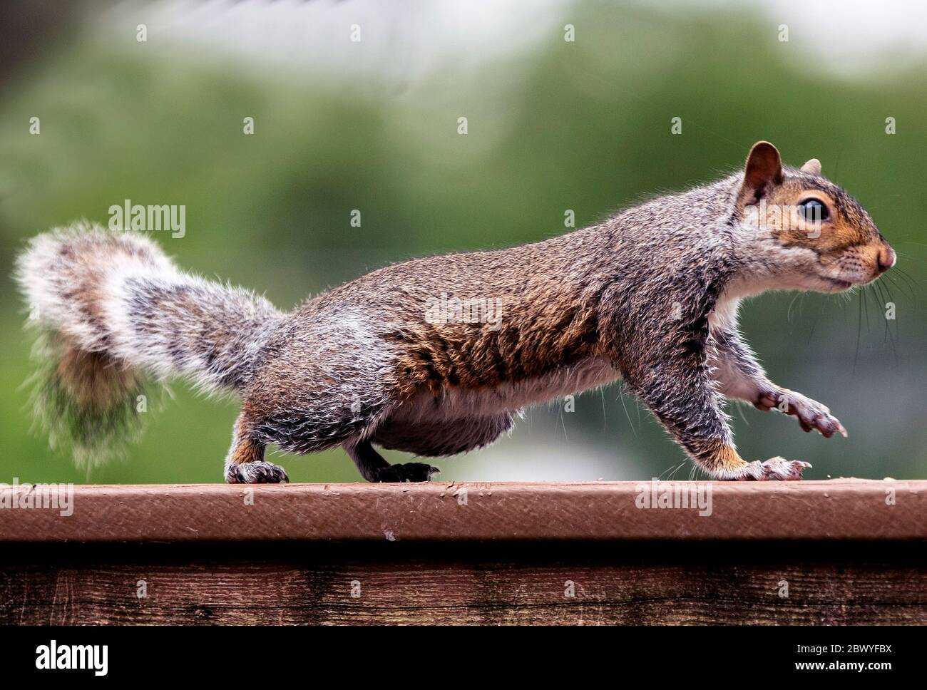 Squirrel walking along the deck Stock Photo - Alamy